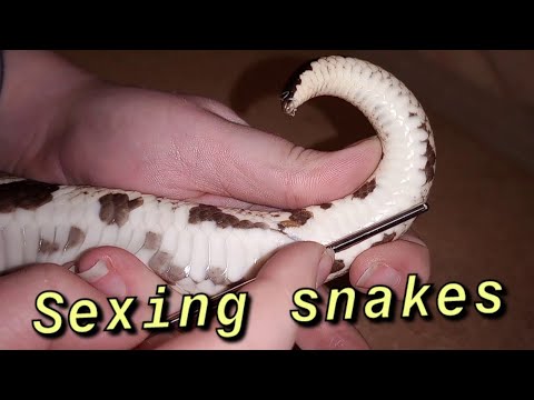 How To Sex A Snake (Probing) - YouTube