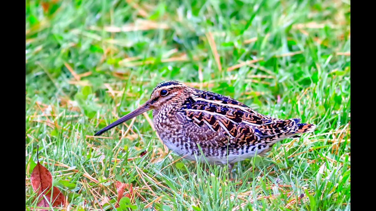 American Woodcock - YouTube