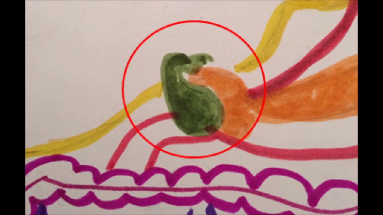 Digestive System in Real Life - YouTube