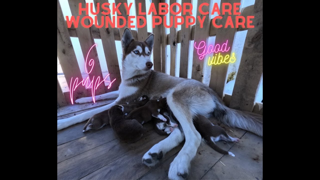 Husky Labor & Puppy Wound Care..! #husky #siberianhusky #dogpregnancy # ...