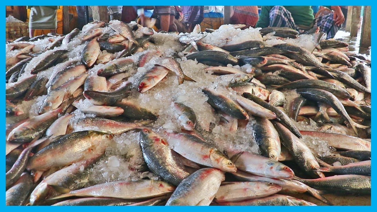 Biggest Hilsa Fish Market (Part 12) - Thousands of Big Hilsa | Fish ...