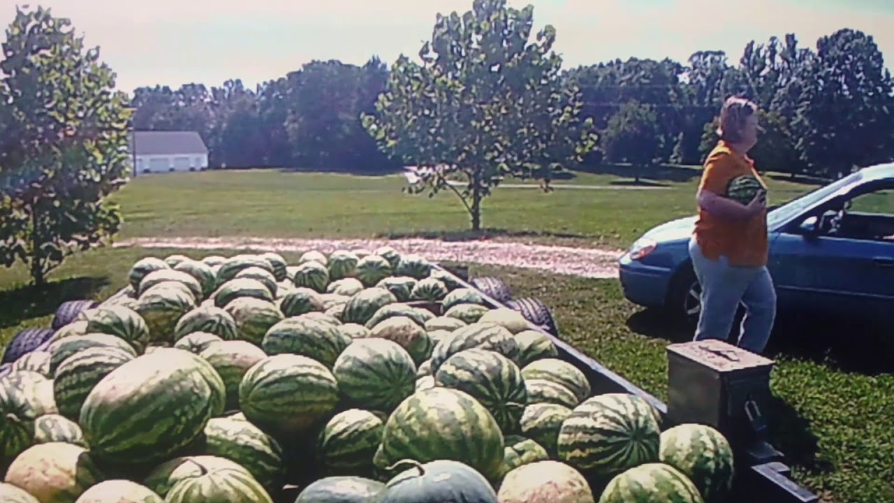 Watermelon thief.... Is all hope lost? - YouTube