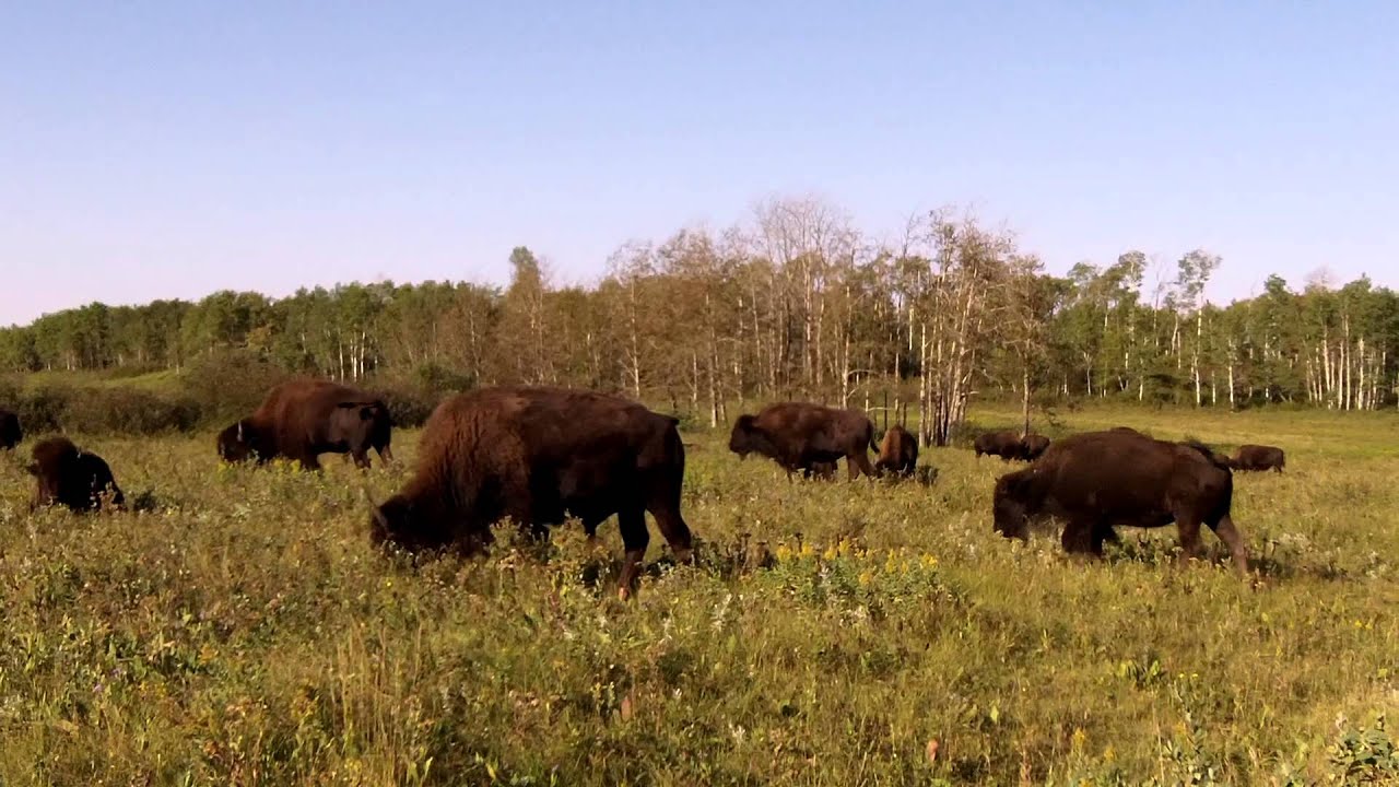 Bison / Buffalo Riding Mountain National Park - YouTube