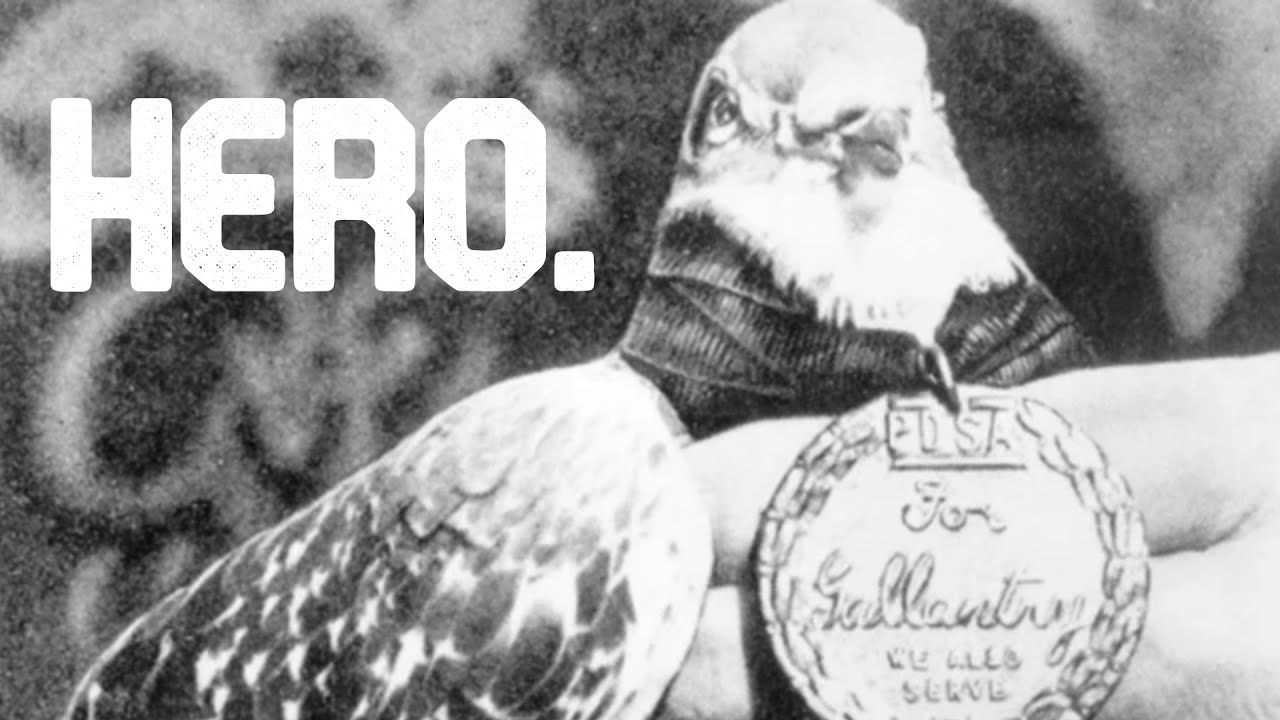 The Pigeon in WW2 that saved 1000 Lives - YouTube