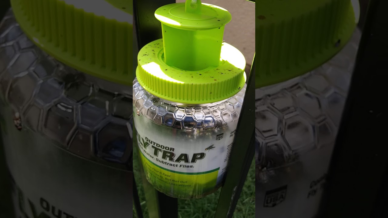 Fly Trap - YouTube