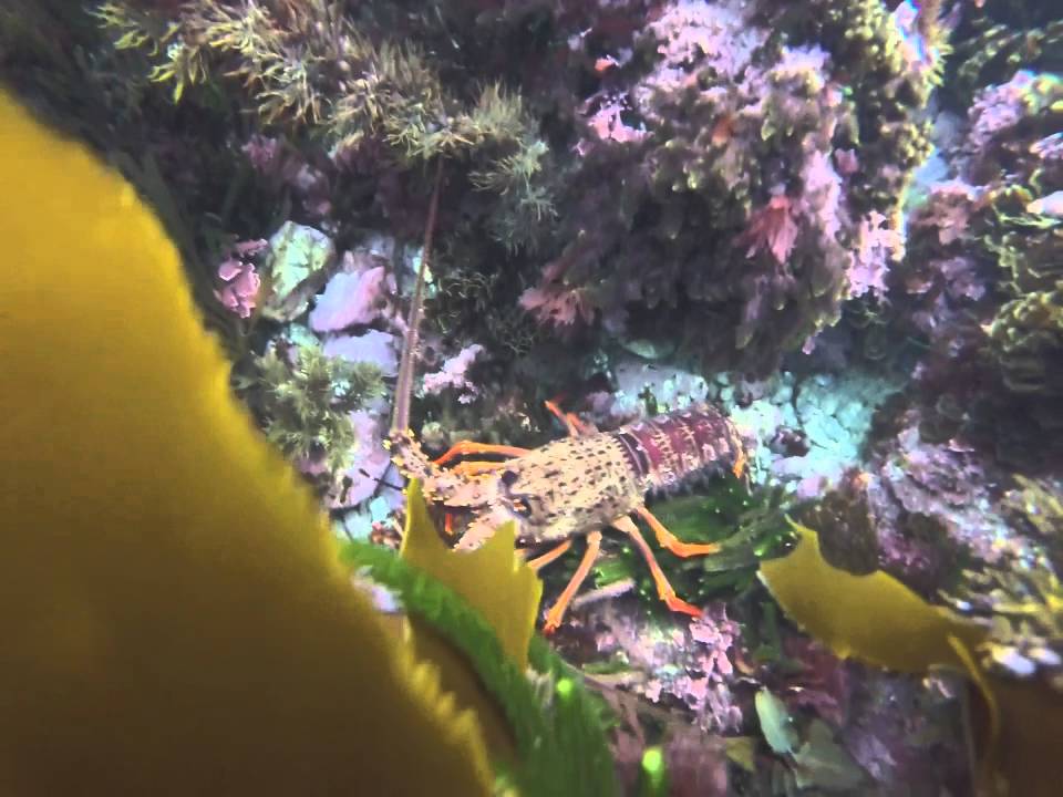 Crayfish in rockpools (Fiordland, NZ) - YouTube