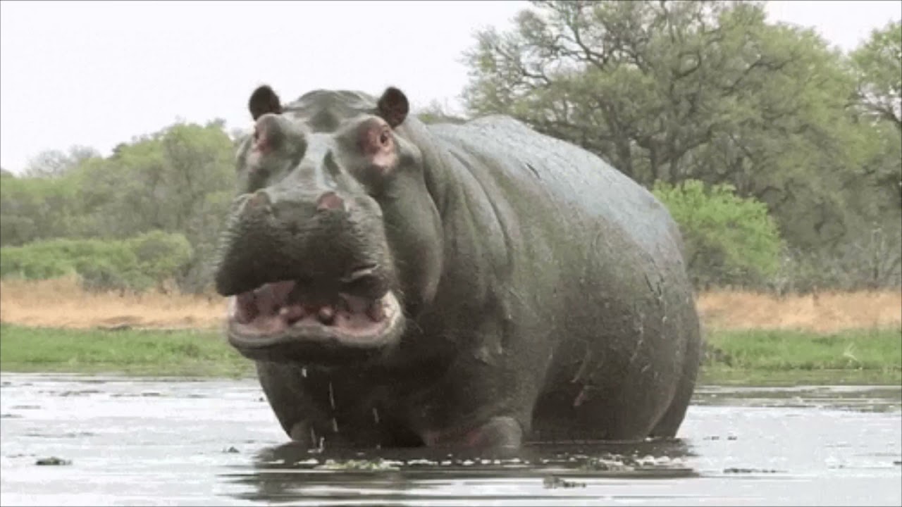 Beautiful nature animalist for Relax relaxation Video - YouTube