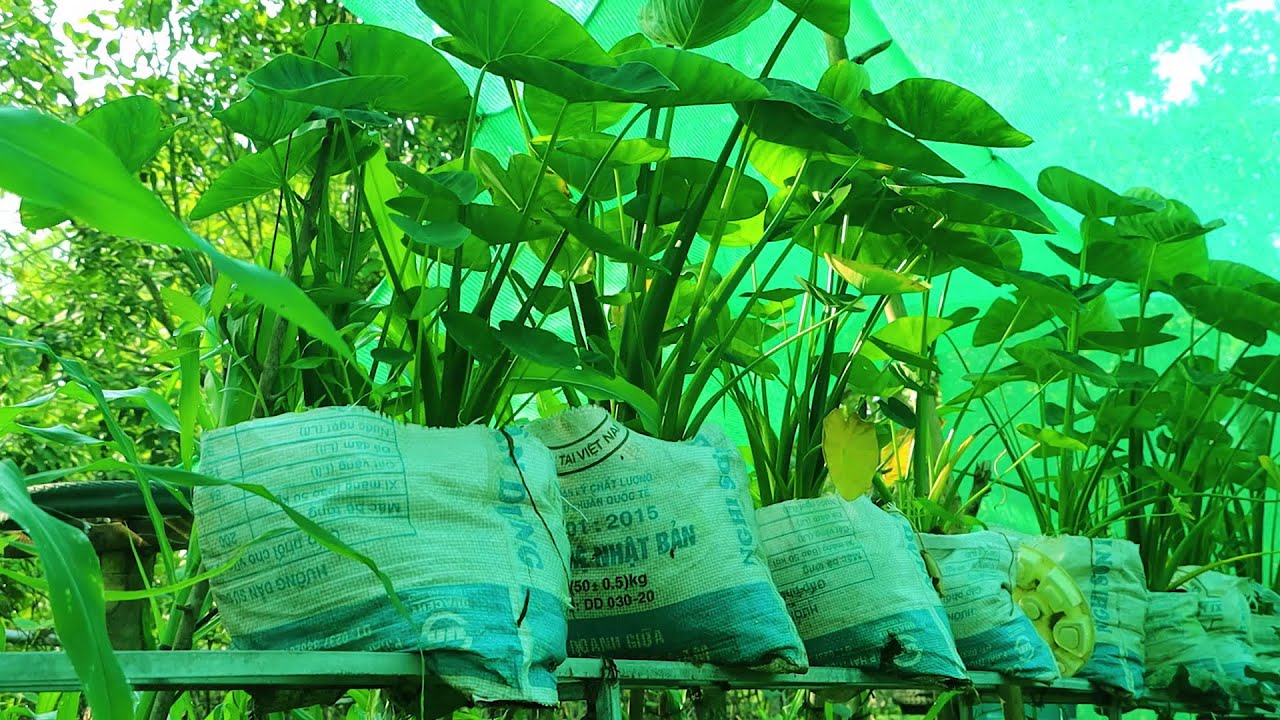 Taro Growing In Plastic Bag Till Big Harvest l Taro Plantation - YouTube