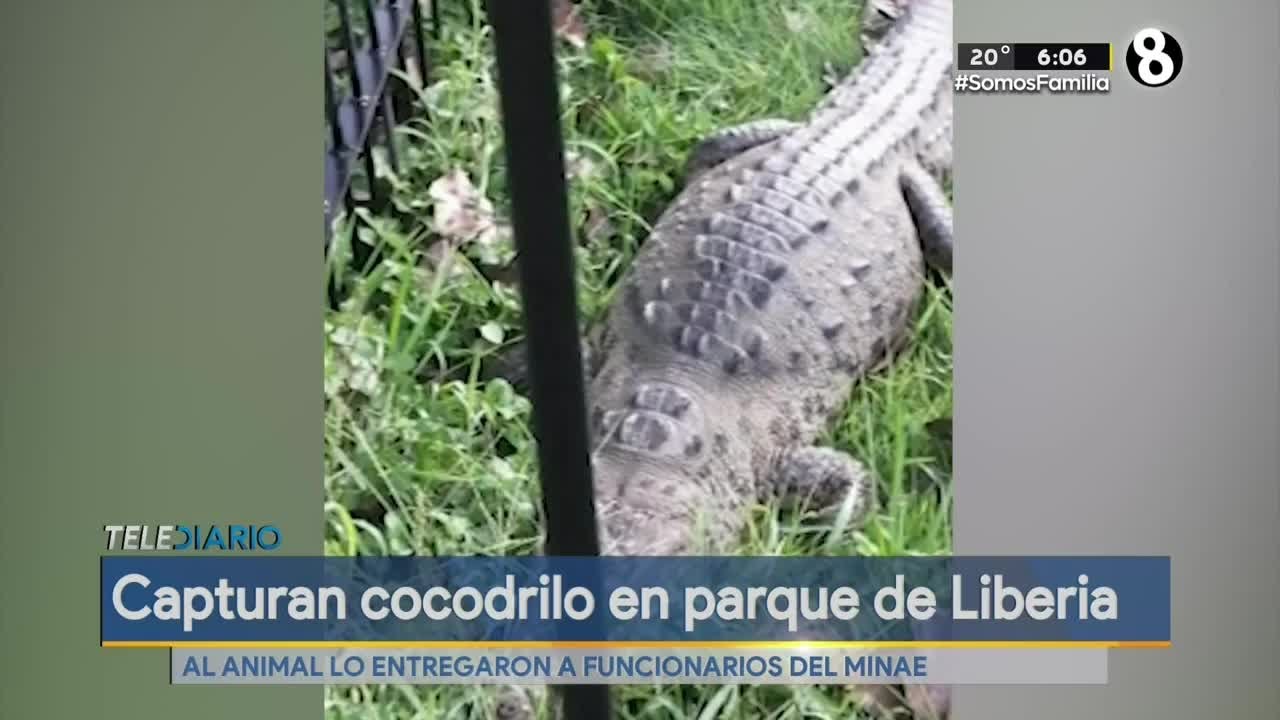 Captura de cocodrilo en parque de Liberia - YouTube