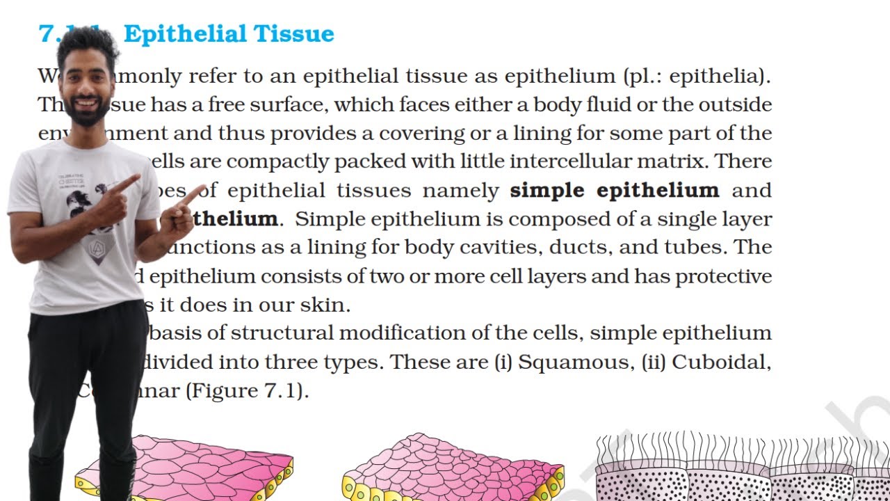 Part 2 Epithelial tissues||Structural organisation in animals class ...