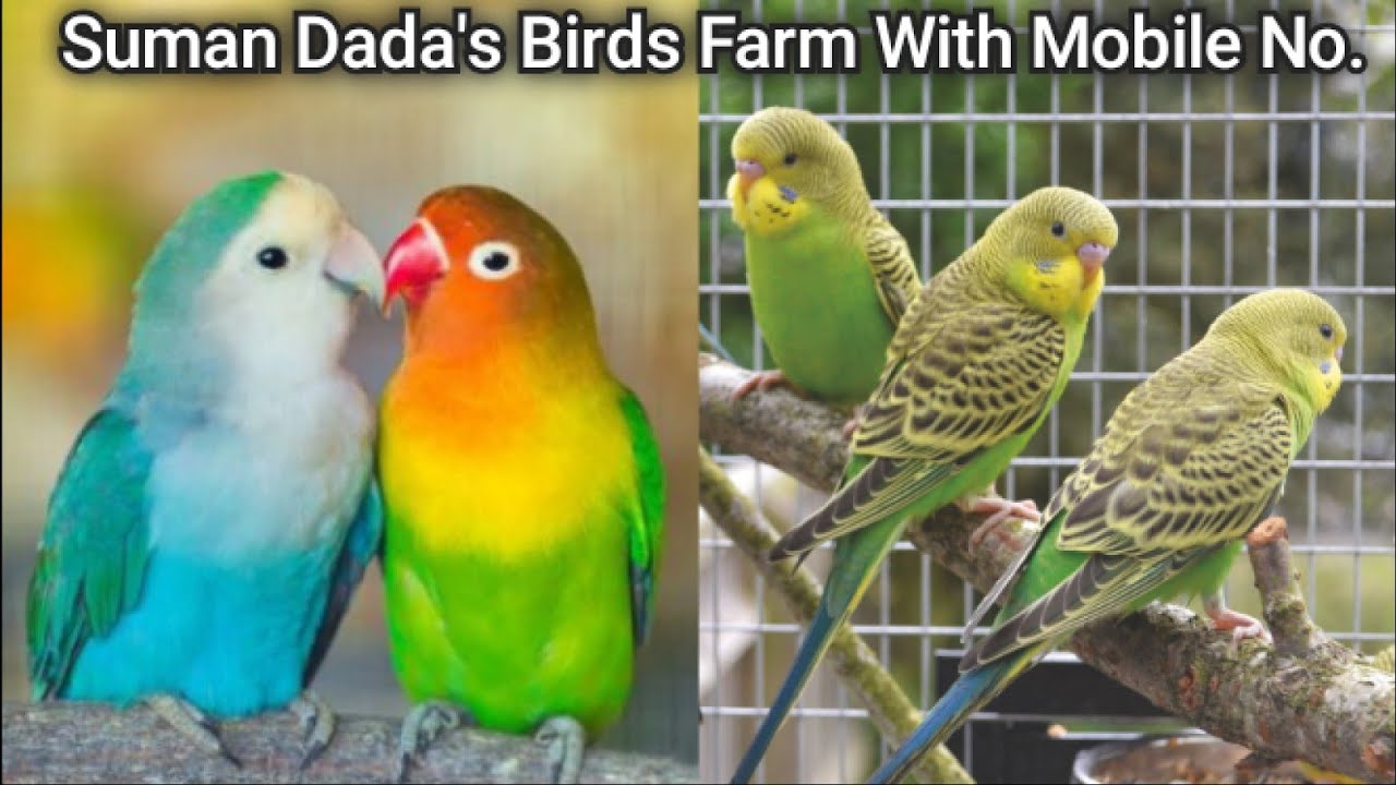 Birds Farm Of Suman Dada || Lovebirds Budgies Parrots Finches For Sale ...