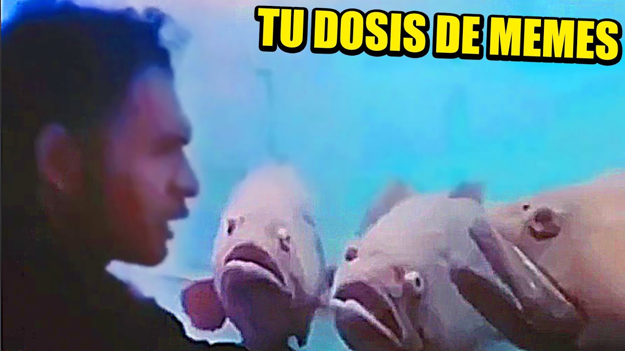 PECES ALUCINANDO - SI TE RÍES... MEME PERD0NAS #1073 - YouTube