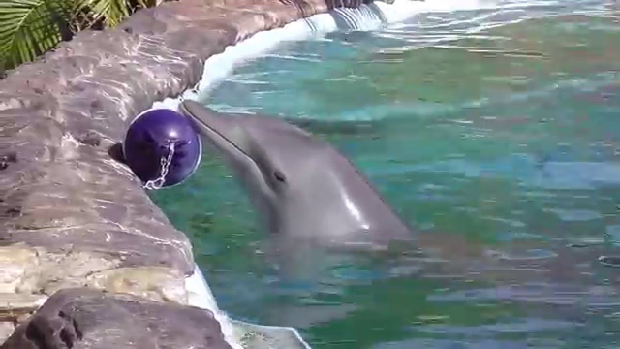 Dolphin Marine Magic - Ultimate Dolphin Swim 10:40am 7/5/15 Part 3/4 ...