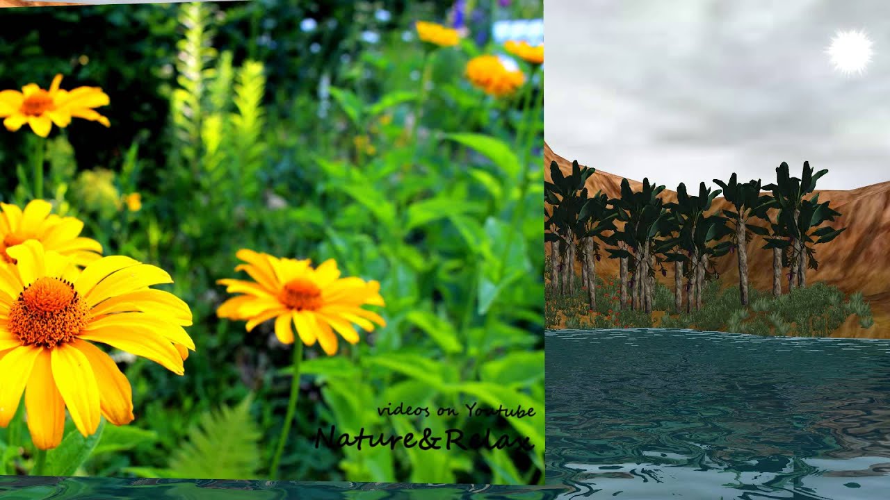 Nature & Relax Flowers Photo Slideshow with Relaxing music HD 16 🌿 ...