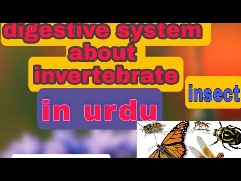 digestive system of invertebrates mostly insect ingestion,stomach ...
