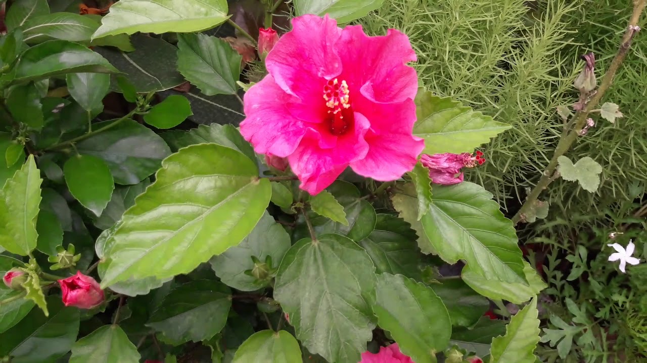 High breed hibiscus full blooming in my garden - YouTube