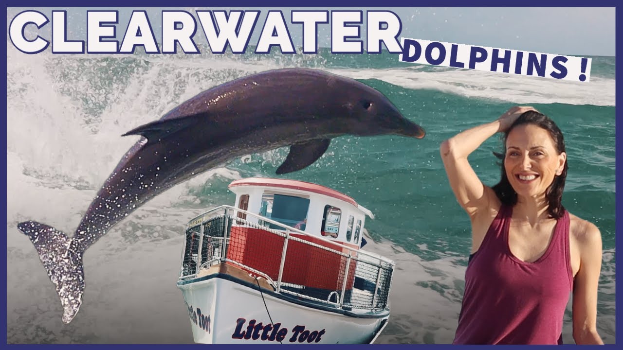 Clearwater Dolphin Tours | Little Toot Dolphin Adventure | Florida ...
