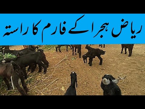 ریاض ہنجرا گوٹ فارم کا راستہ/ ڈی ڈی پی بکریوں کا فارم/ millking dairy farming Goat/03193715198