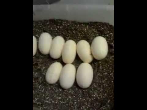 Removing Burmese Python Eggs - YouTube
