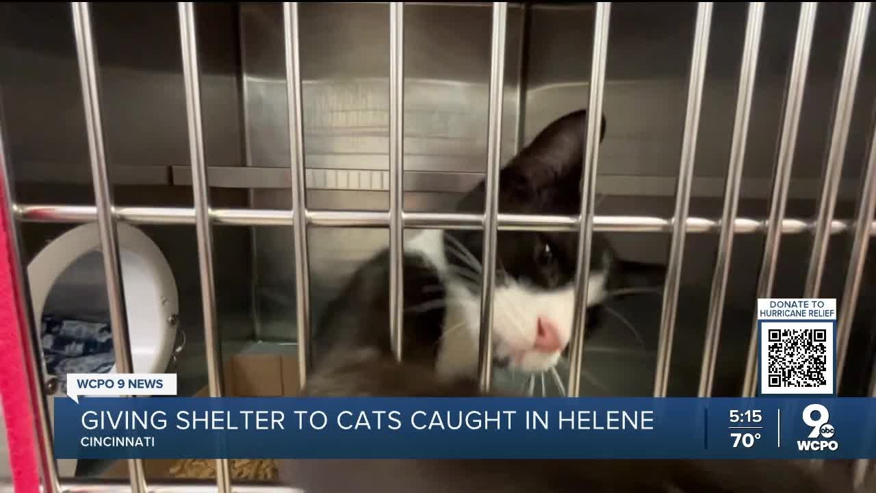 Cats rescued after Hurricane Helene arrive in Cincinnati - YouTube