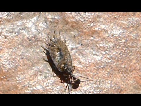 Garden Ants - Lasius niger - Worker with a woodlouse - Svartmaur dregur ...