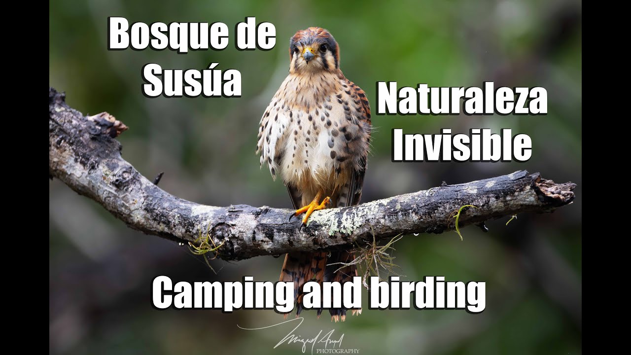 Birding in Susúa Forest - YouTube