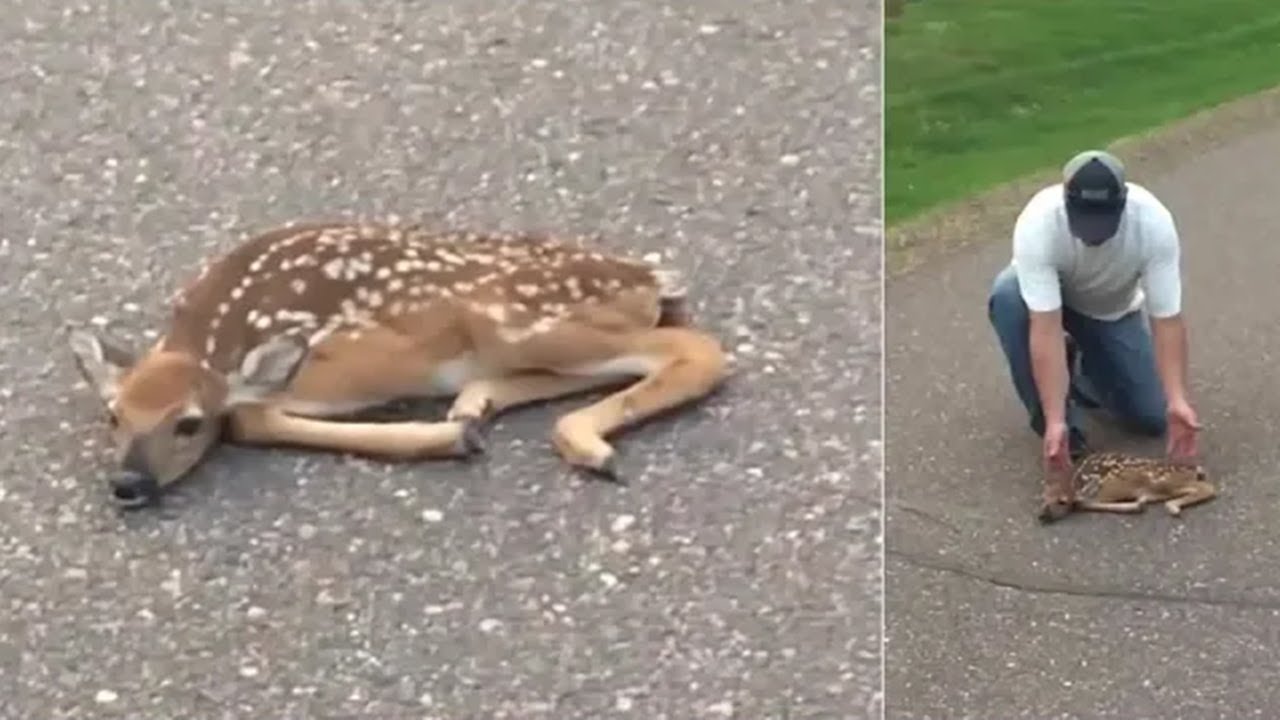 Na sredini ceste ležalo je malo lane.Reakcija vozača će vas IZNENADITI ...