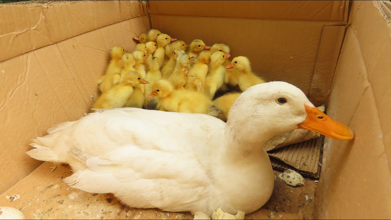 Mummy Duck Laying Eggs And Hatching Her Baby Family Ducks - New Baby ...