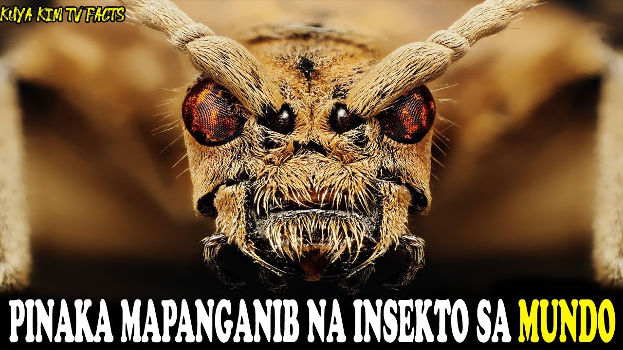 10 Pinaka mapanganib na insekto sa mundo | Pinaka Delikadong insekto ...