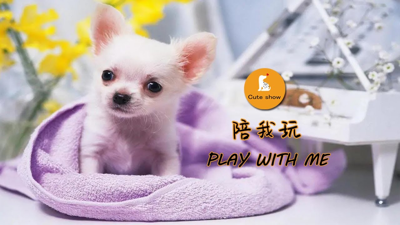 Cute show可爱秀-Cute Pets Collection可爱动物合集.105 - YouTube