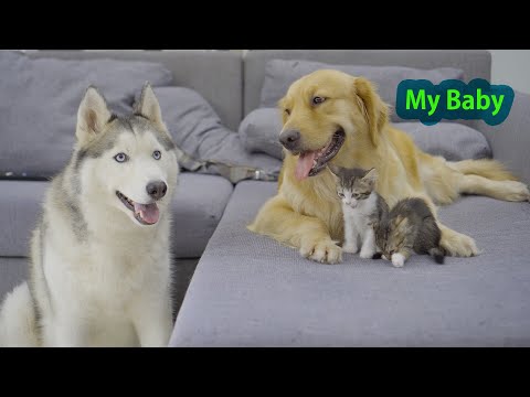 子猫を自分の子供だと思って必死で守るゴールデンレトリバー犬