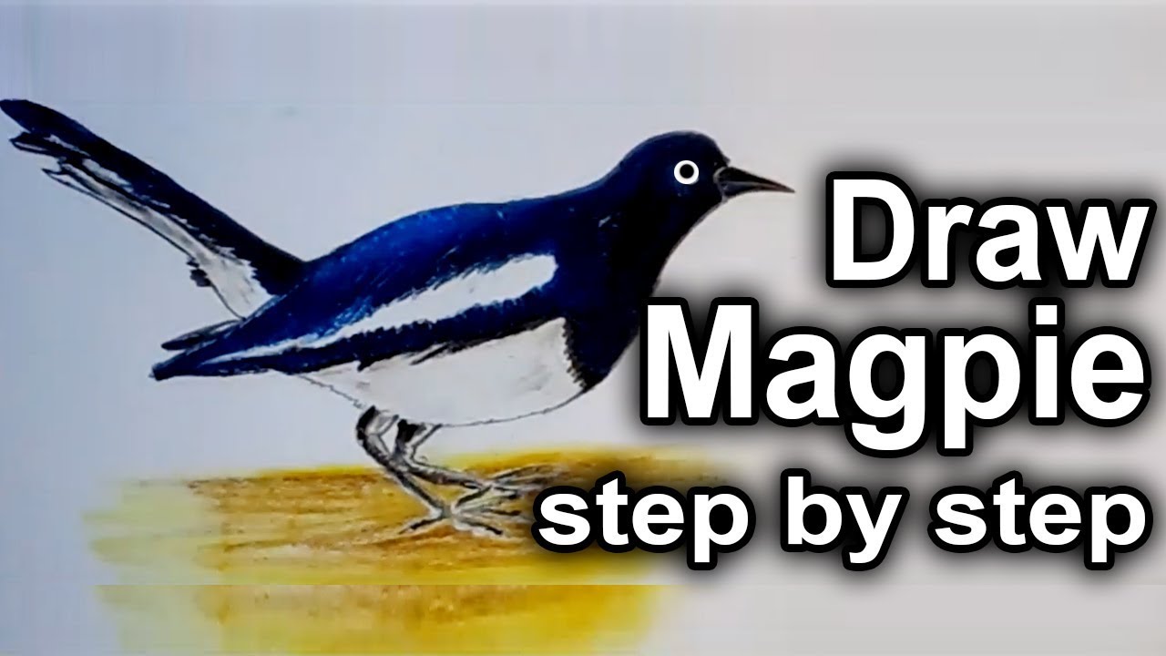 How to draw Magpie step by step: Draw a bird magpie: Draw Magpie - YouTube