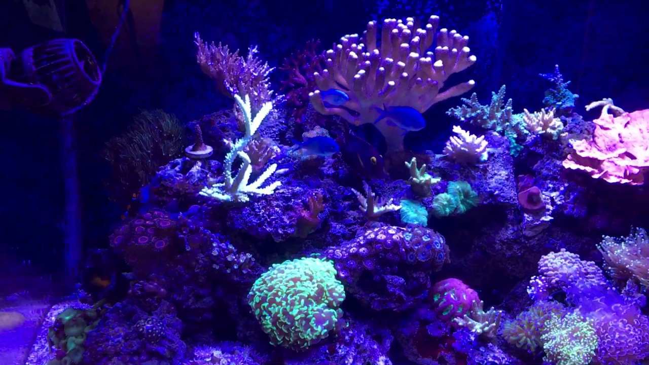 DIY LED Cheato Reactor FAIL / Tank update - YouTube