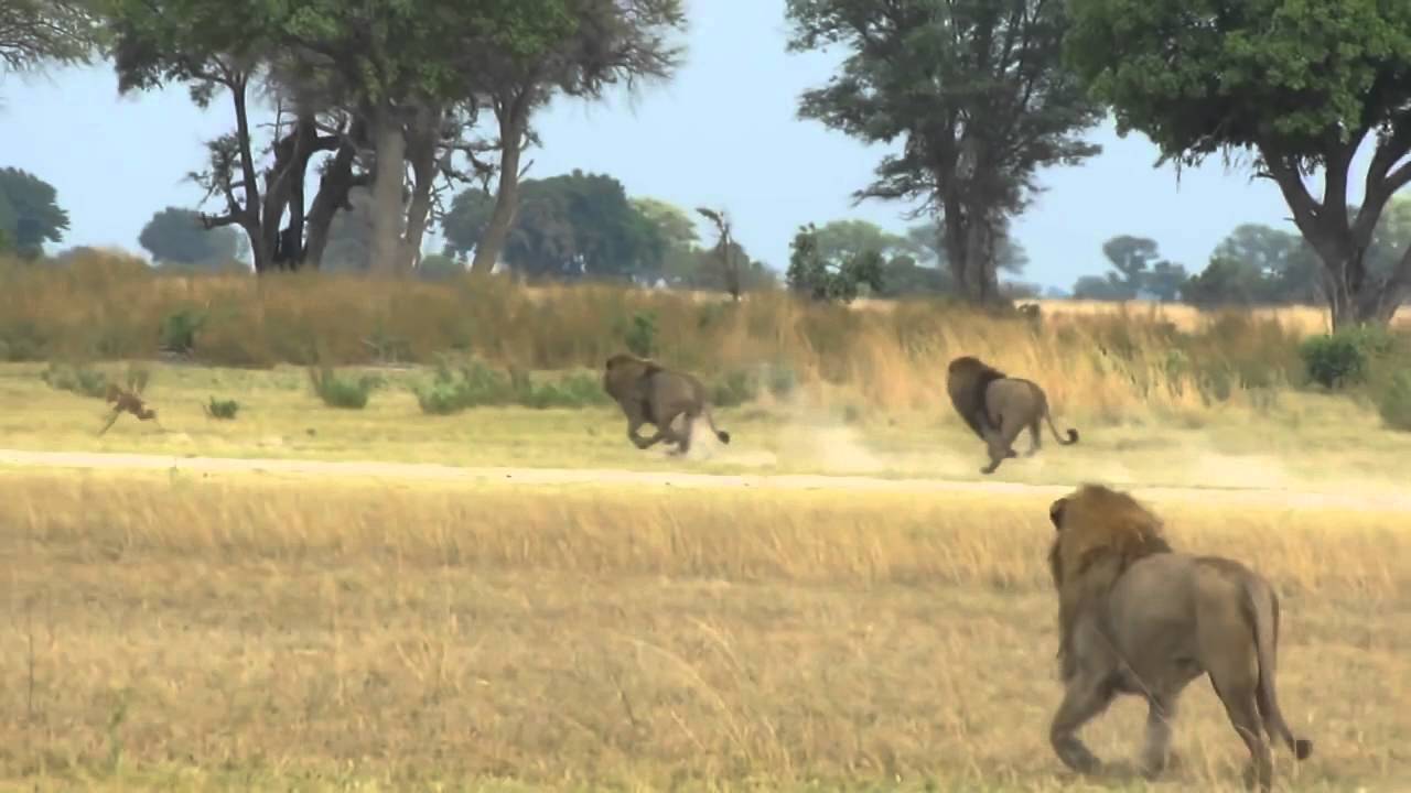 Four Male Lions Chasing a Young Tsesseb - YouTube