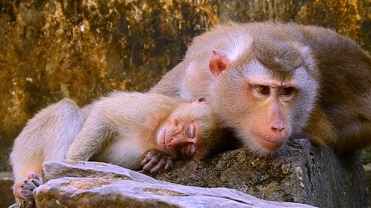 Looking Face Cute Baby Rainbow Monkey When Sleeping So Funny with mama ...