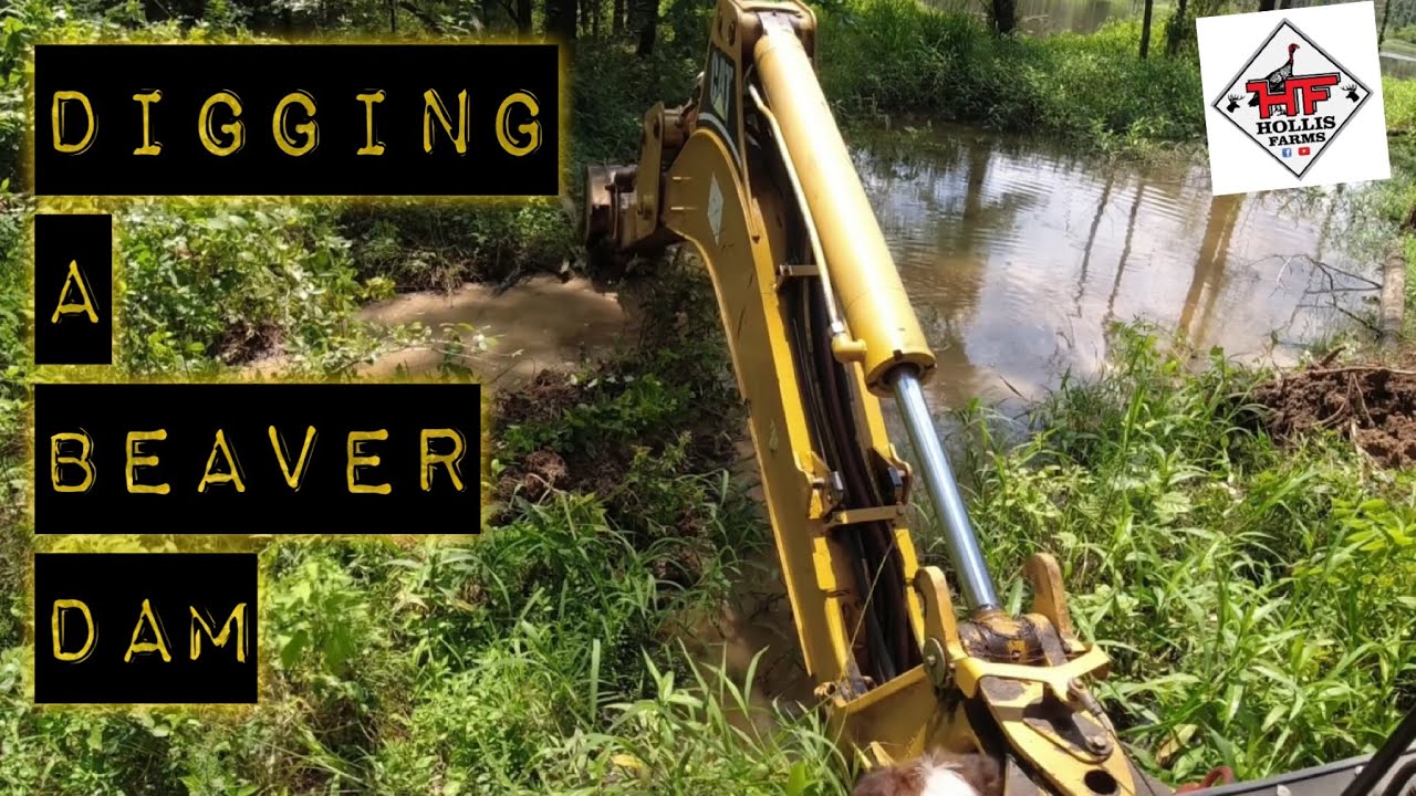 DIGGING A BEAVER DAM🦫🦫🦫 With The Backhoe - YouTube
