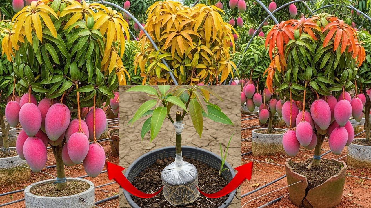 Mango farming techniques:Grafting Mango Using Water in the bucket ...