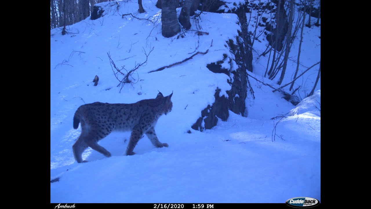 Një familje rrëqebujsh në Shqipëri | A Balkan lynx family in Albania ...