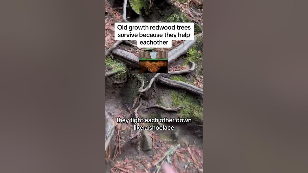 How Trees Secretly Talk to Each Other in the Forest | Redwood Tree ...