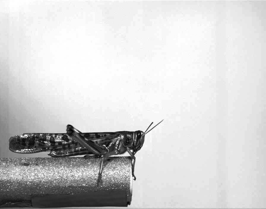 Gregarious female locust jump - YouTube