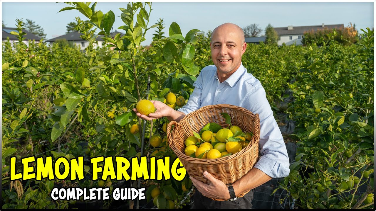 Organic lemon farming guide - Agric4Profits