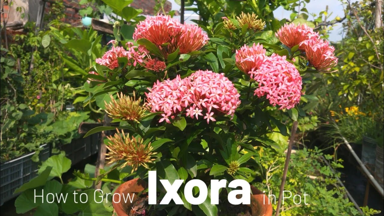 Growing Ixora Plant : Best Varieties, Soil Recipe, Fertilizer Mix | How ...