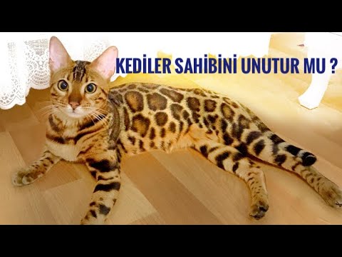 KEDİLER SAHİBİNİ VE YAŞADIĞI EVİ UNUTUR MU ? MİNTİK EVE DÖNDÜ !