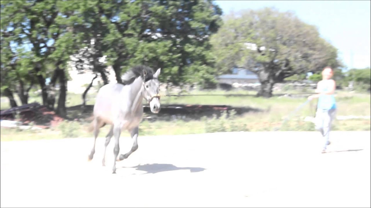 Valentino 2013 Andalusian colt by Gitano MOR - YouTube