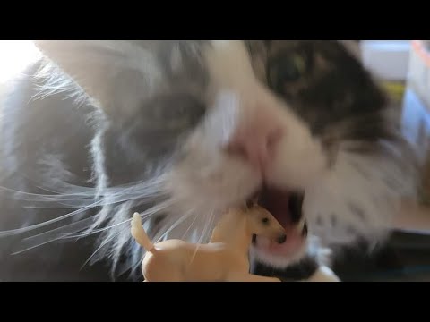 2024 Model Horse Collection Tour ft. Misfit ♡ Mosh Pit Stables - YouTube