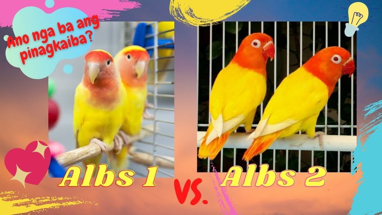 DIFFERENCE BETWEEN ALBS 1 AND ALBS 2 / WAYS TO IDENTIFY ALBS 1 AND ALBS ...