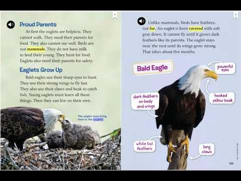 Wonders U2W4 - Eagles and Eaglets - YouTube