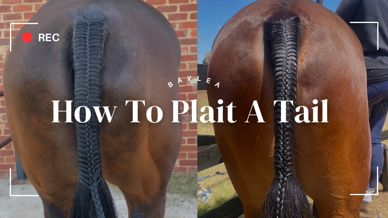 How To Plait A Horses Tail For The Show Ring - YouTube
