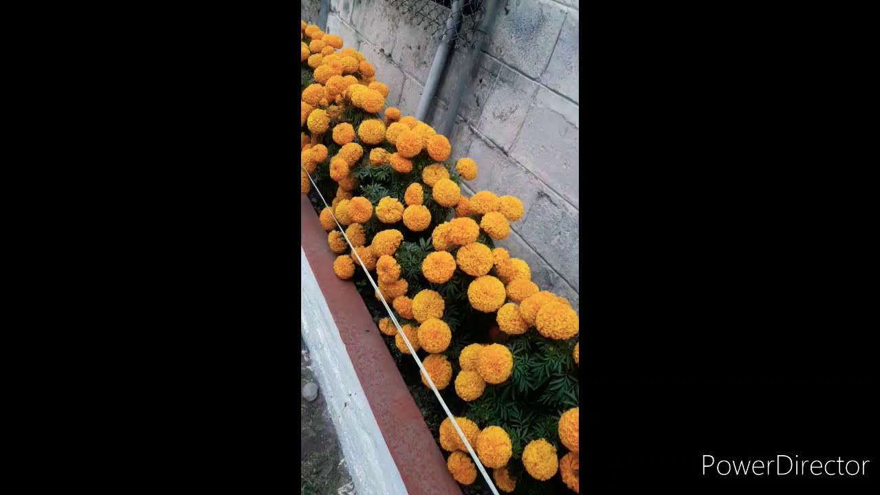 allo flower - YouTube