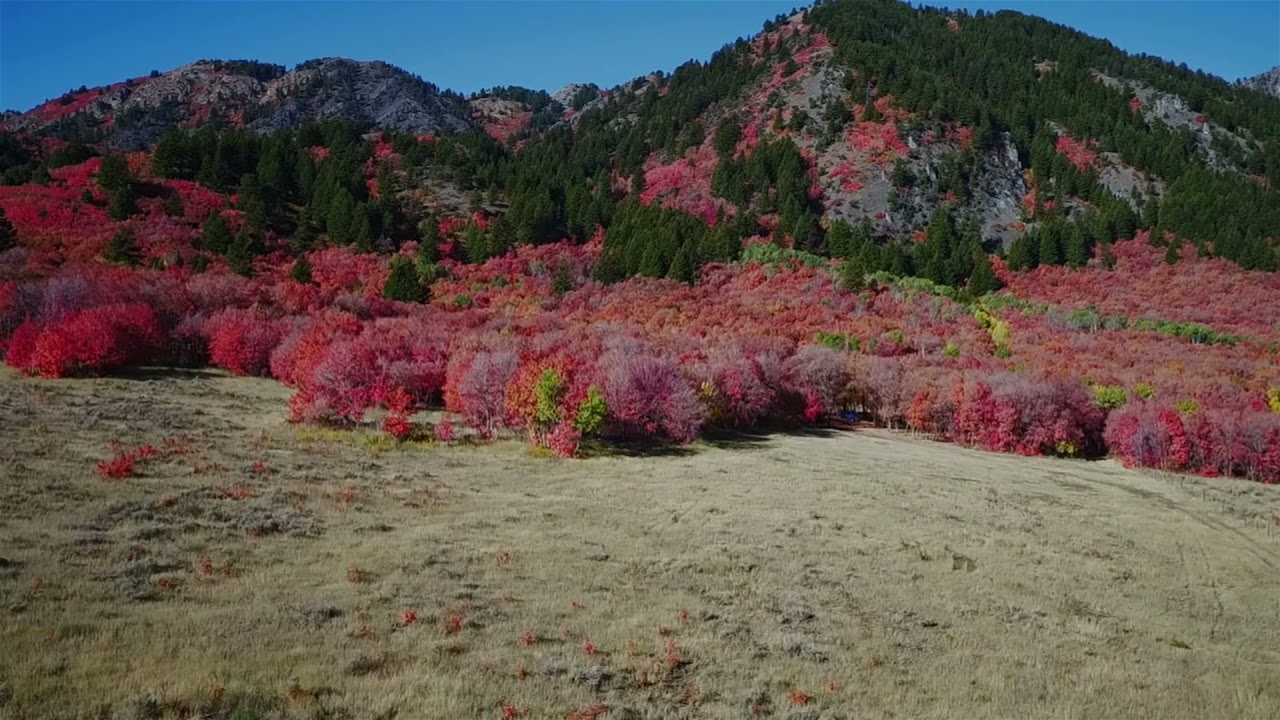Drone Video | Salt Lake City, Utah | Fall Leaves - YouTube